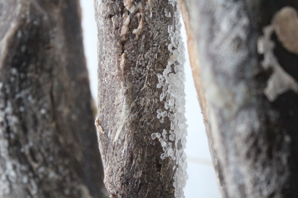 Mi Casa - Comidas Armenias